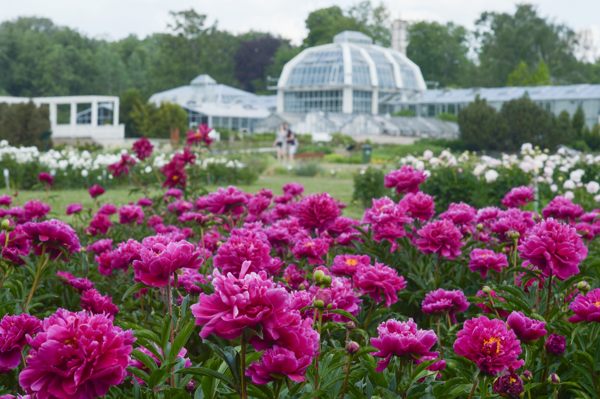 Bijūnų jūra vilioja į VDU Botanikos sodą Kaune | „Vilniaus galerija“
